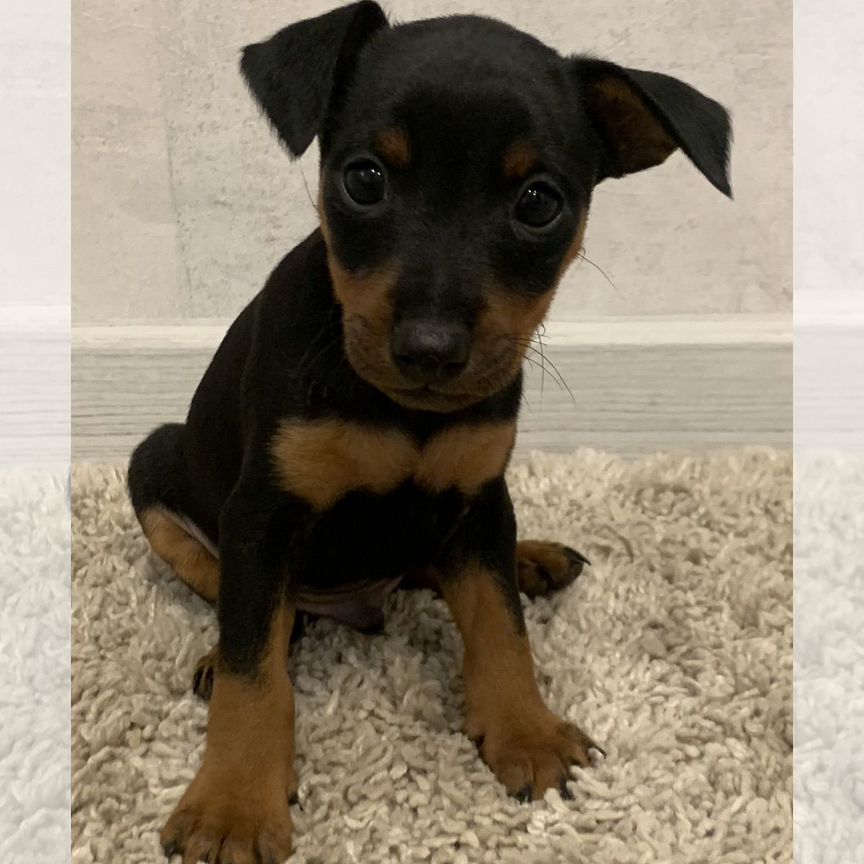 Щенки цвергпинчера