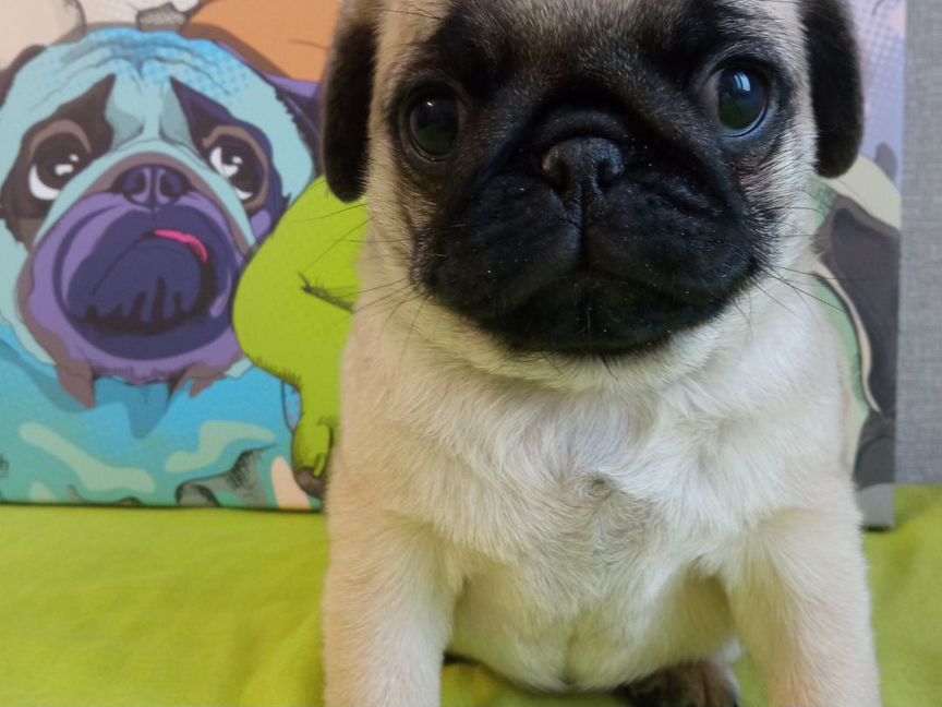 Щенок из "Люди в черном"