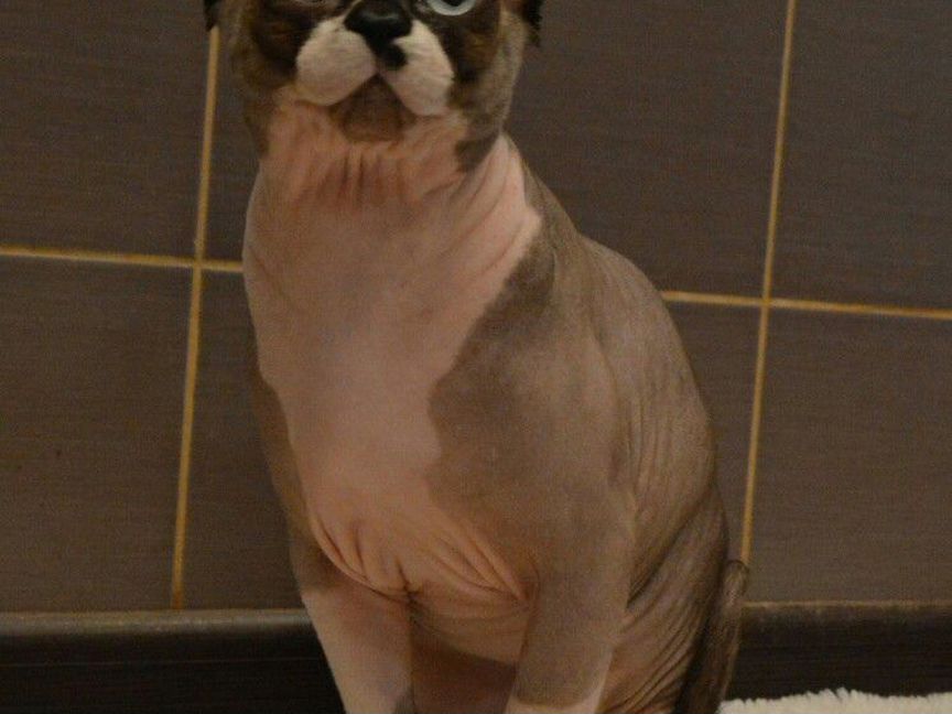 Брутальный Канадец)