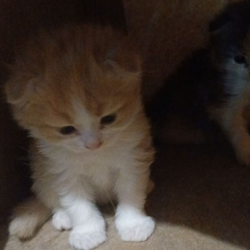 Шотландский вислоухий длинношёрстный котёнок