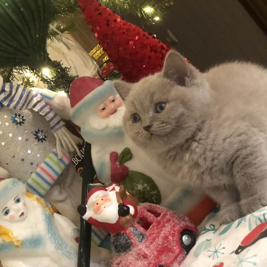 Шотландская прямоухая