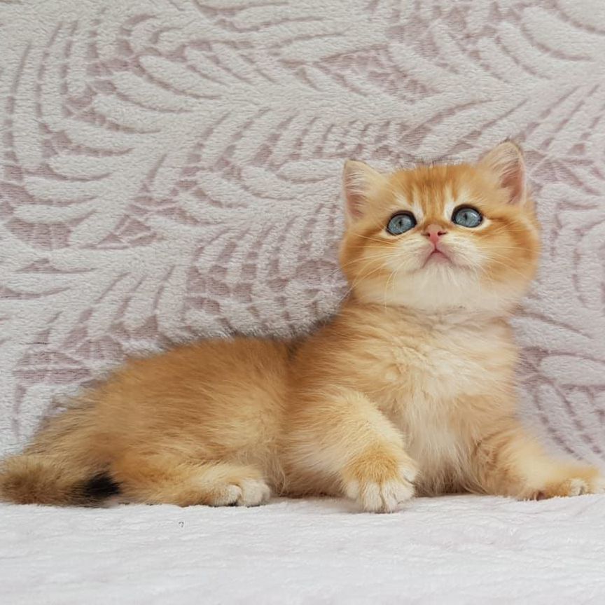 Британский короткошёрстный котёнок