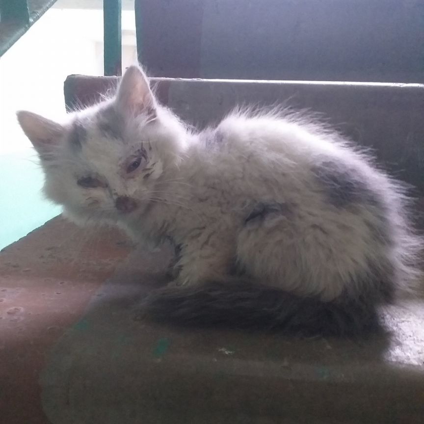 Помогите котёнку