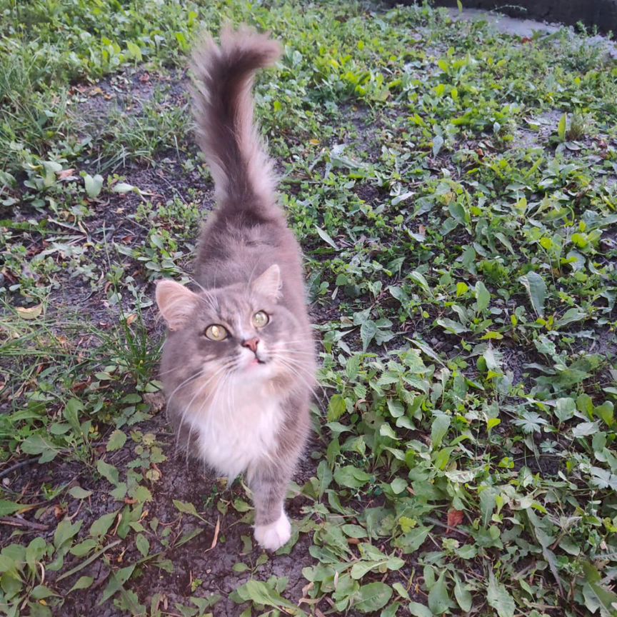 Кошечка в добрые руки