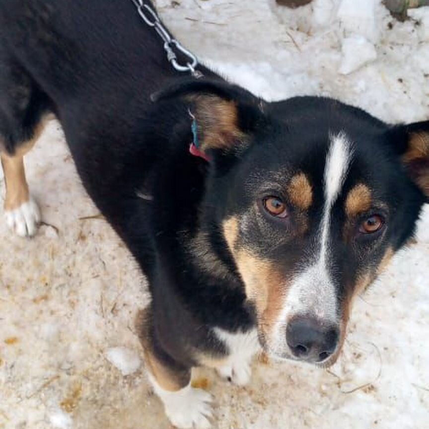 Взрослая собака в добрые руки