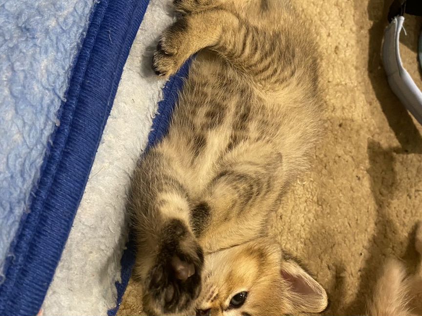 Котятки Шотландцы