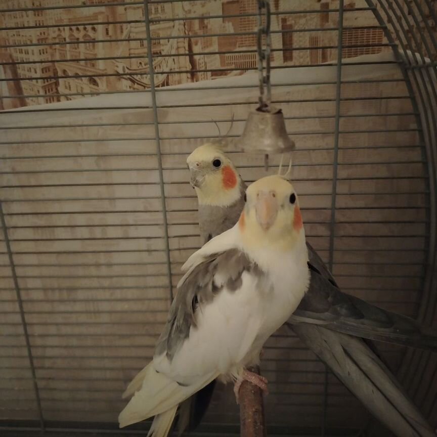 Попугай корелла