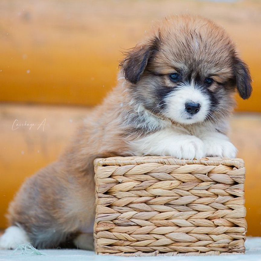 Щенок вельш корги пемброк, флаффи, сука