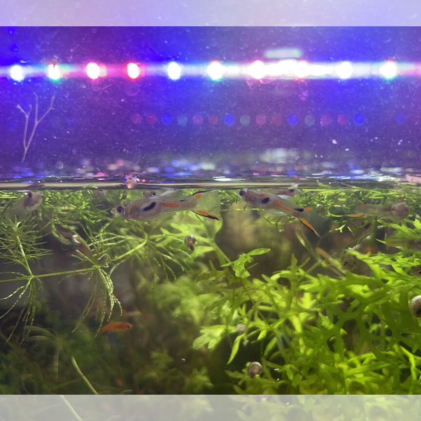 Гуппи эндлера