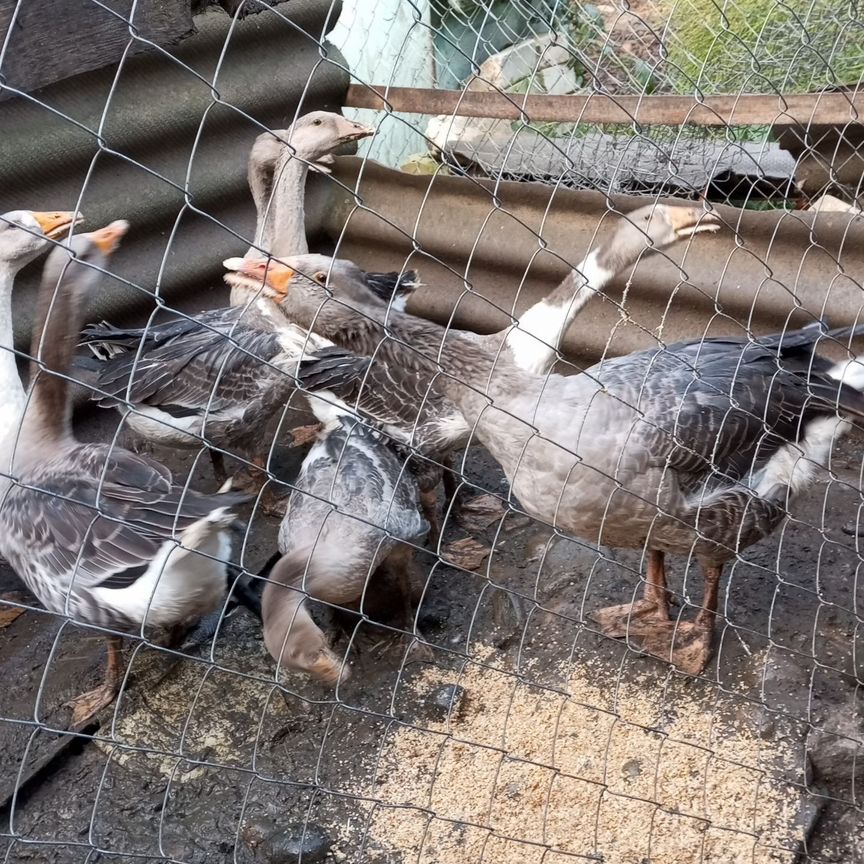 Гуси молодые