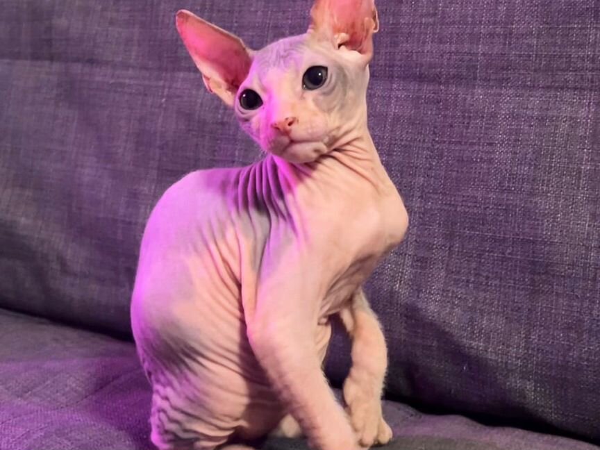 Донской сфинкс