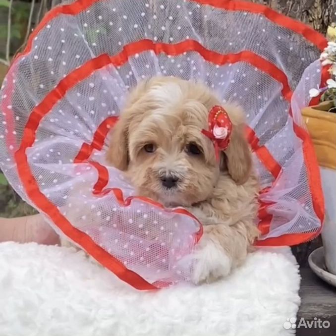 Мальтипу ф1 Яркие Карамельки