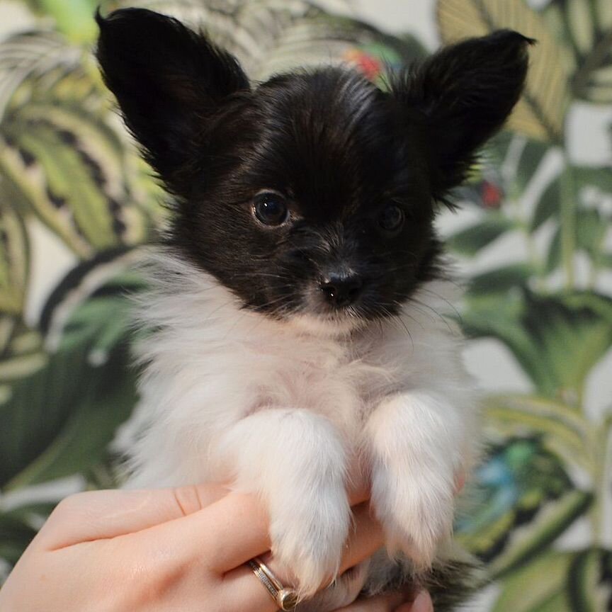 Континентальный той-спаниель папильон, щенок