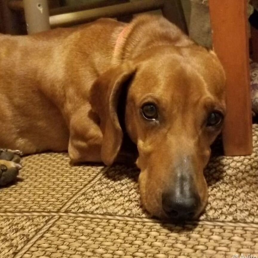 Такса в добрые руки бесплатно