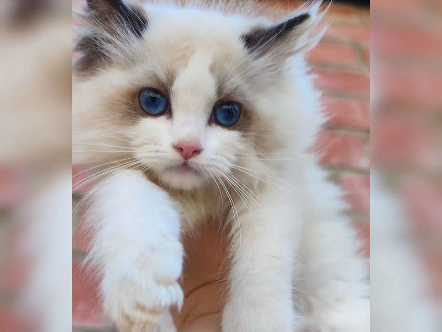 Конфетка, девочка рэгдолл с родословной