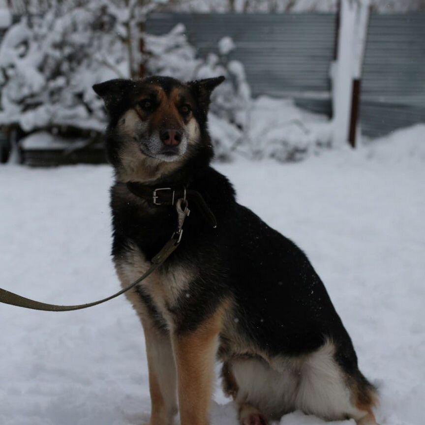 Взрослая собака в добрые руки