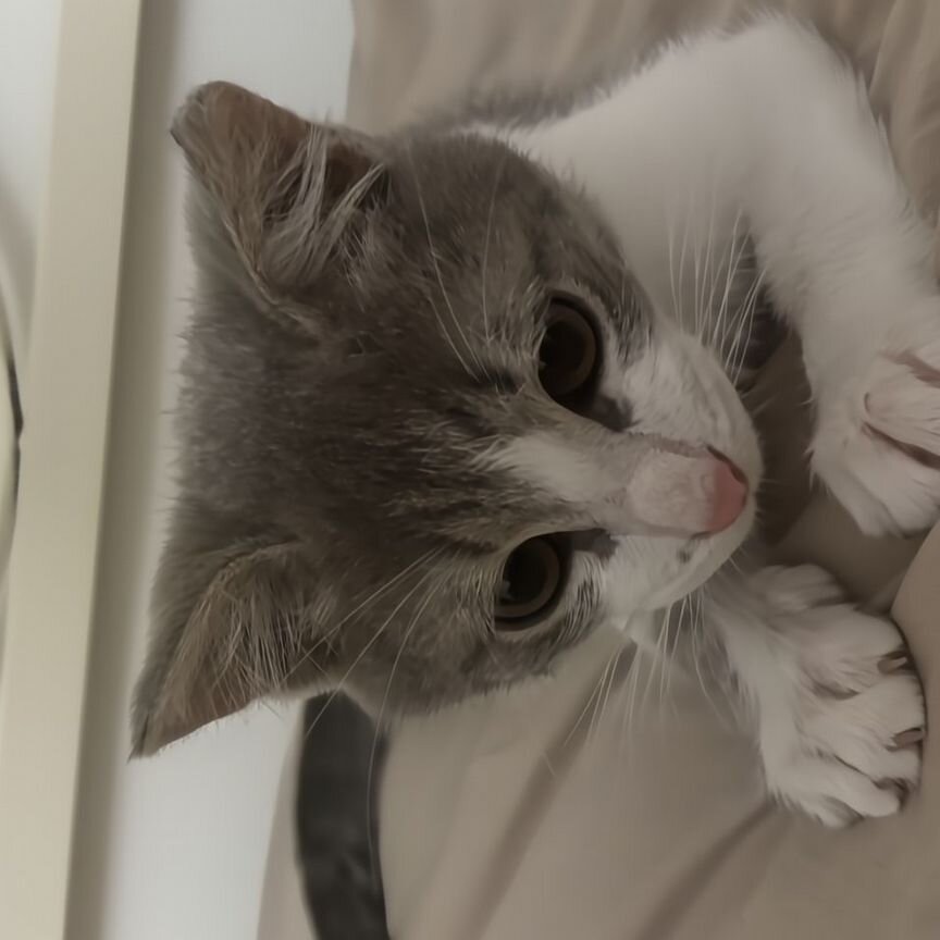 Эльф котёнок