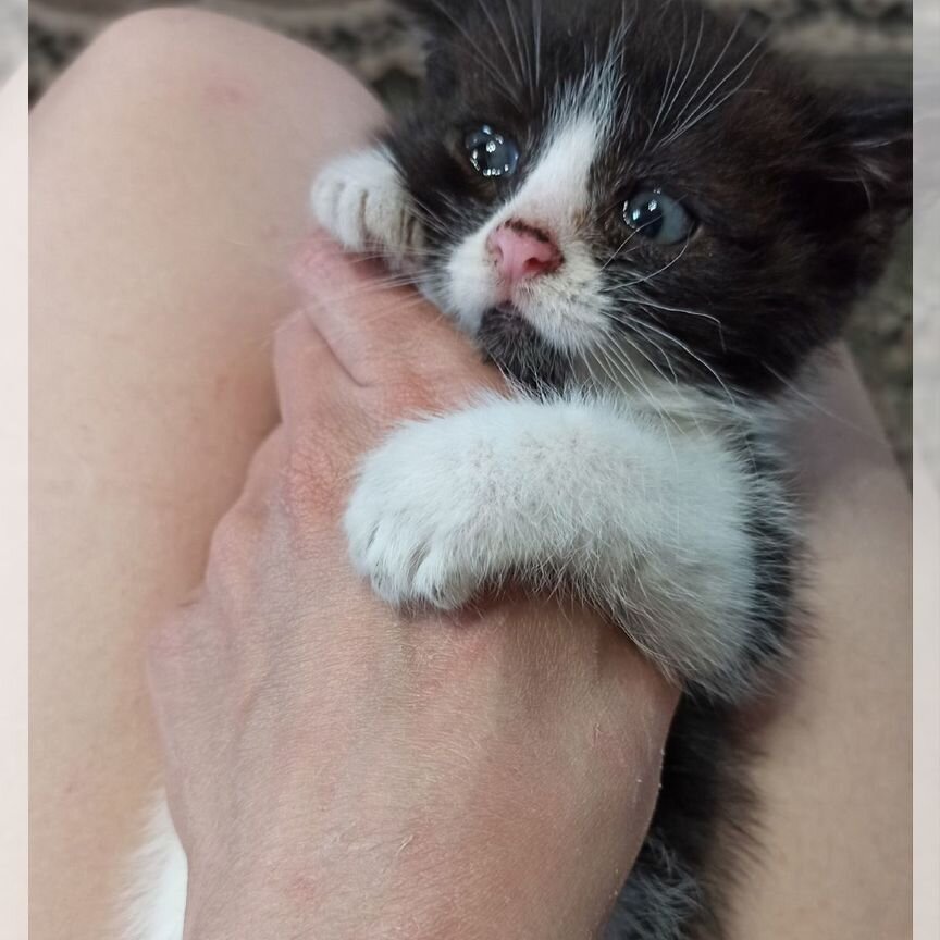 Котёнок в добрые руки