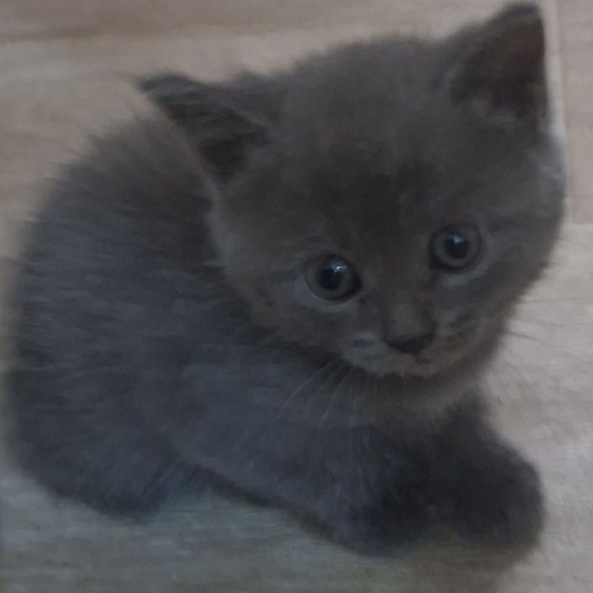 Британский короткошёрстный котёнок