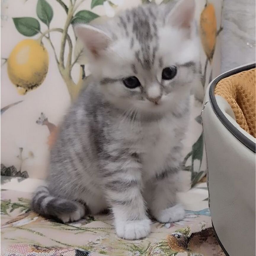 Шотландский прямоухий короткошёрстный котёнок