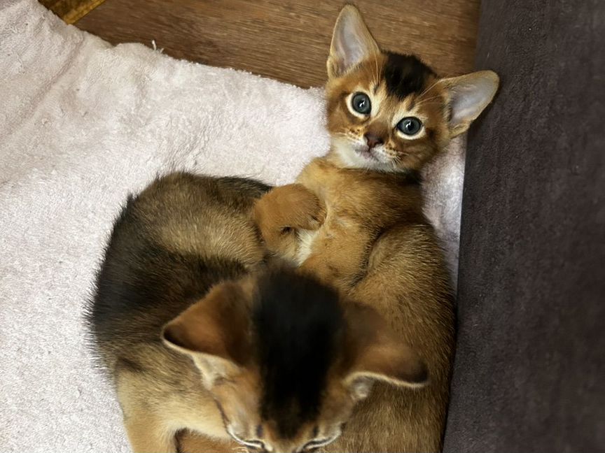 Абиссинские котята