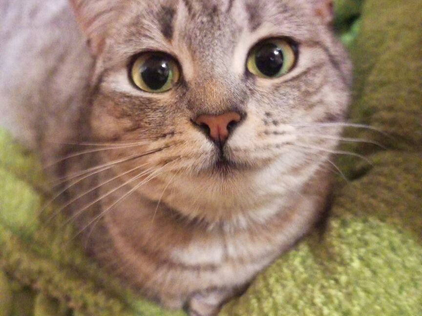 Кошечка окраса Вискас в добрые руки