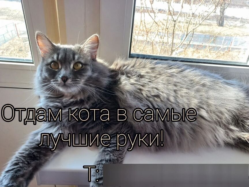 Кот