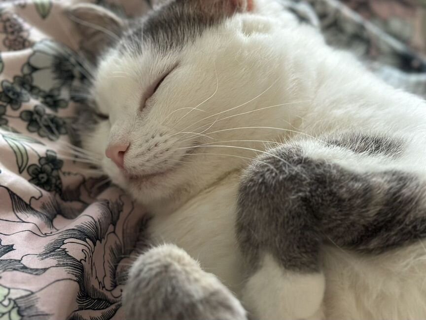 Котик в добрые руки