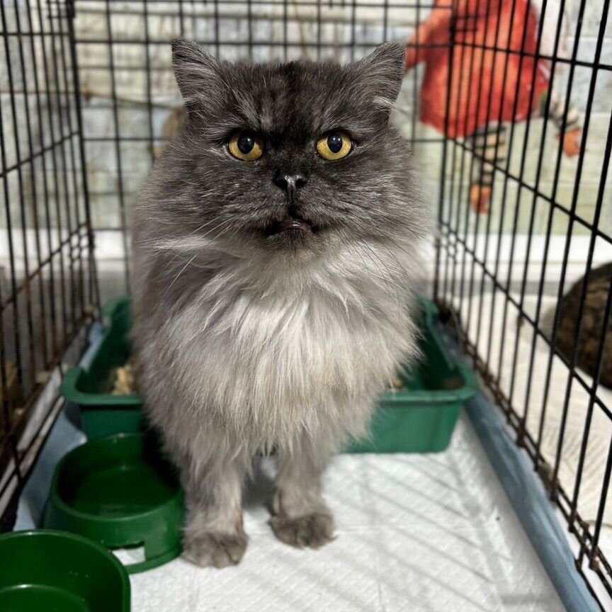 Котик Честер