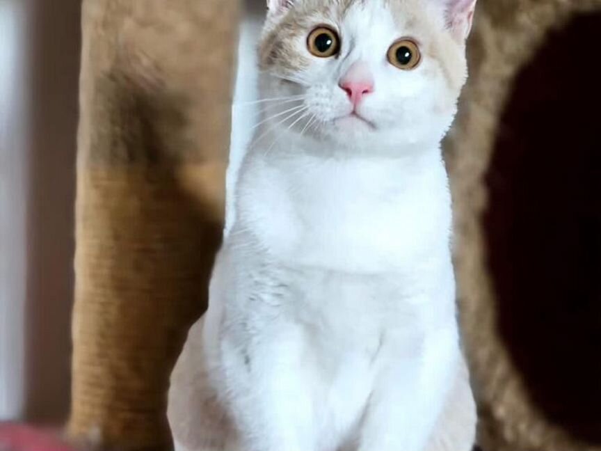 Котик Толик