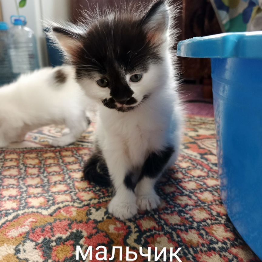 Котята