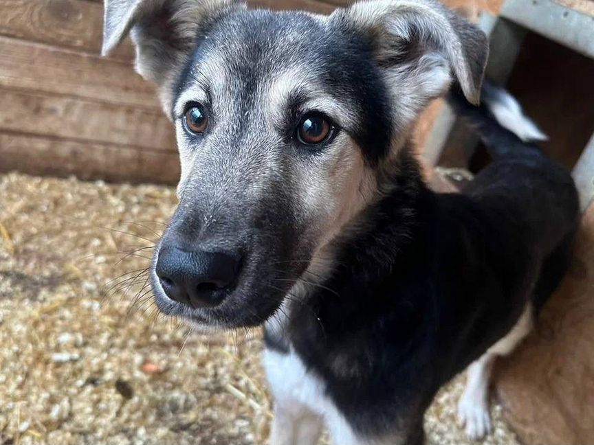 Буба хочет домой