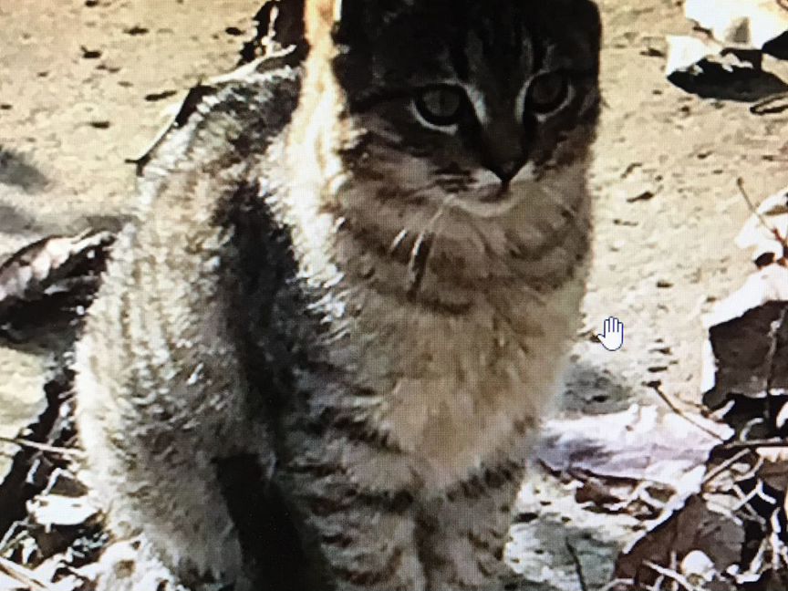 Котенок доброму человеку