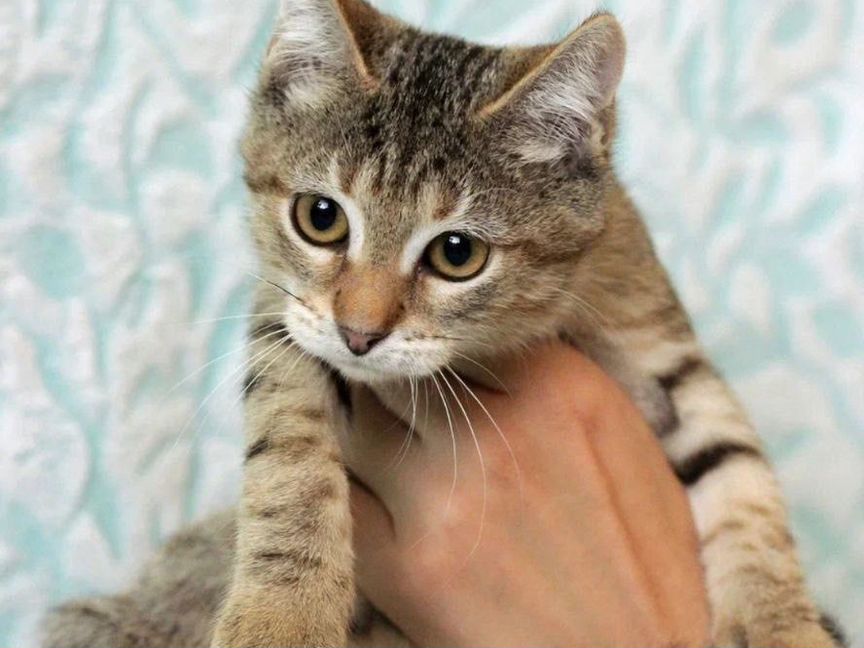 Котенок Июлька в добрые руки