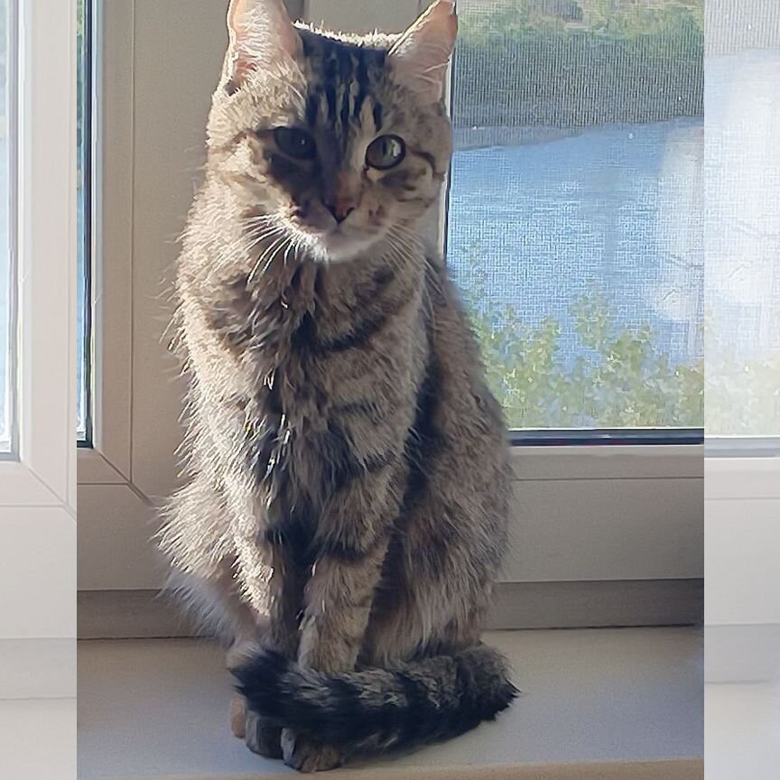 Кошка
