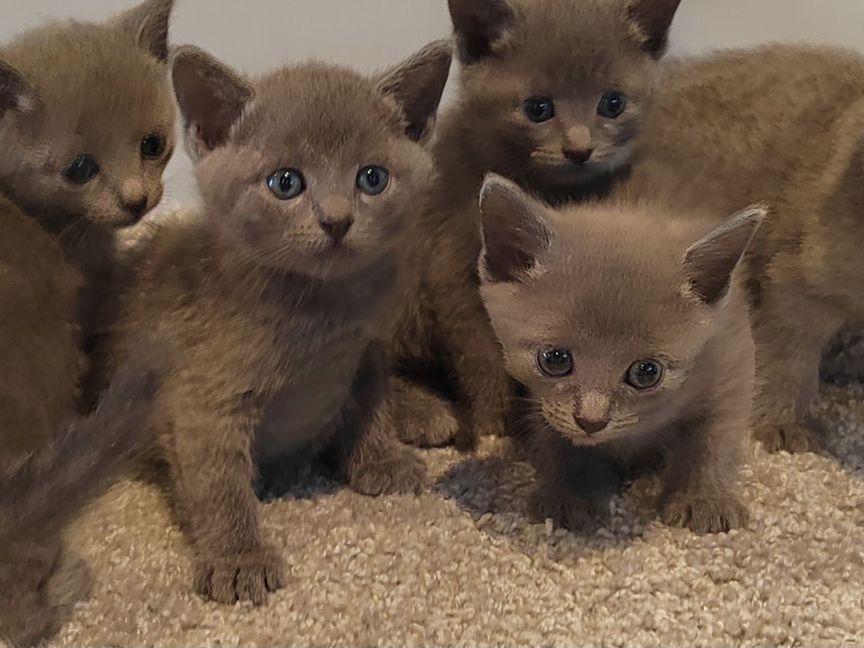 Голубая русская котята