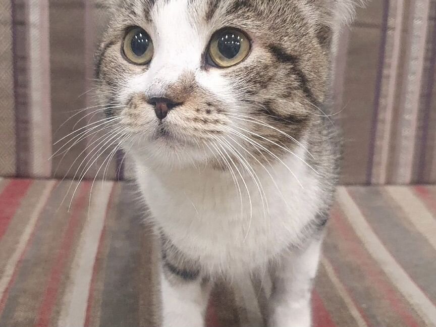 Нужна передержка/дом