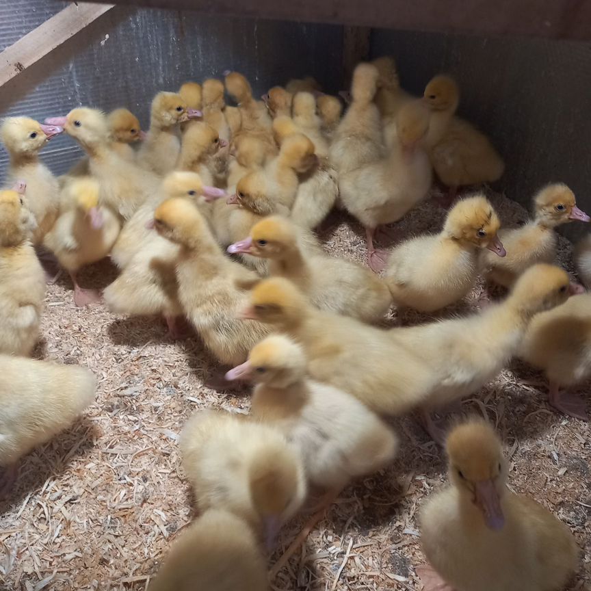 Гусята линда, утята челли велли, башкирские