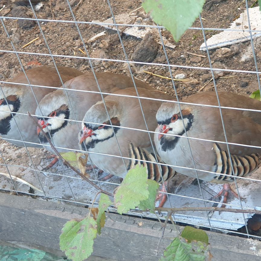 Горные куропатки