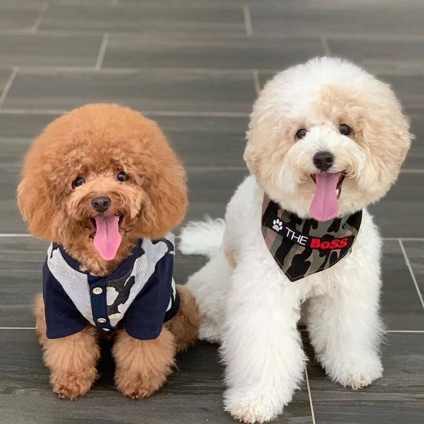 Той пудель ред браун