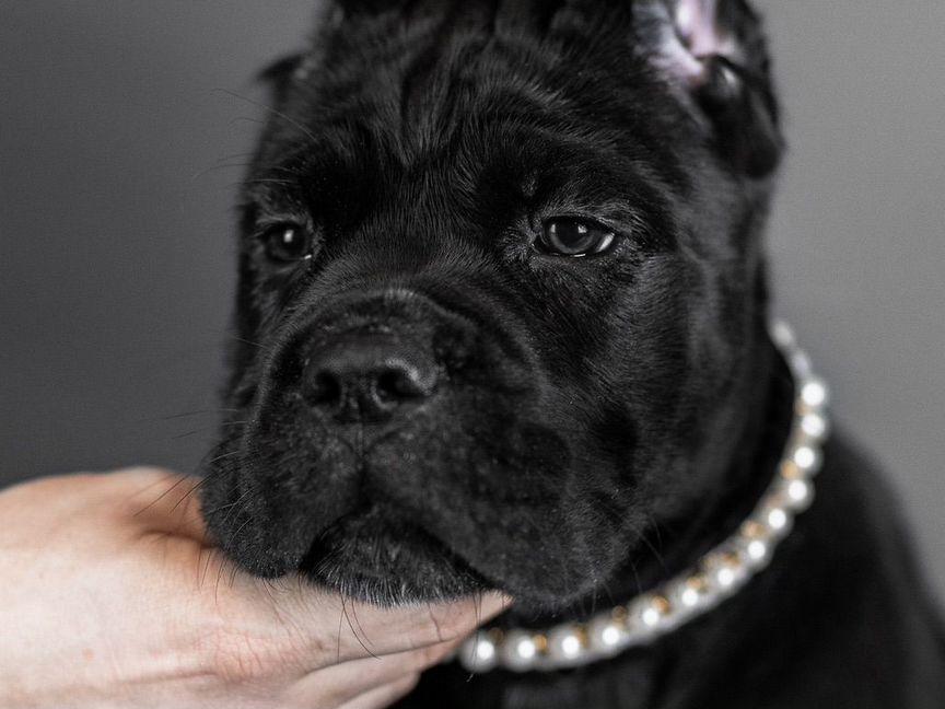 Кане Корсо - черная девочка