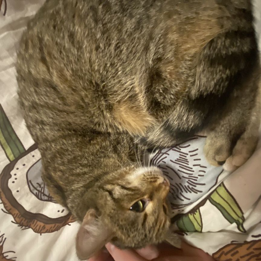 Кошка в добрые руки