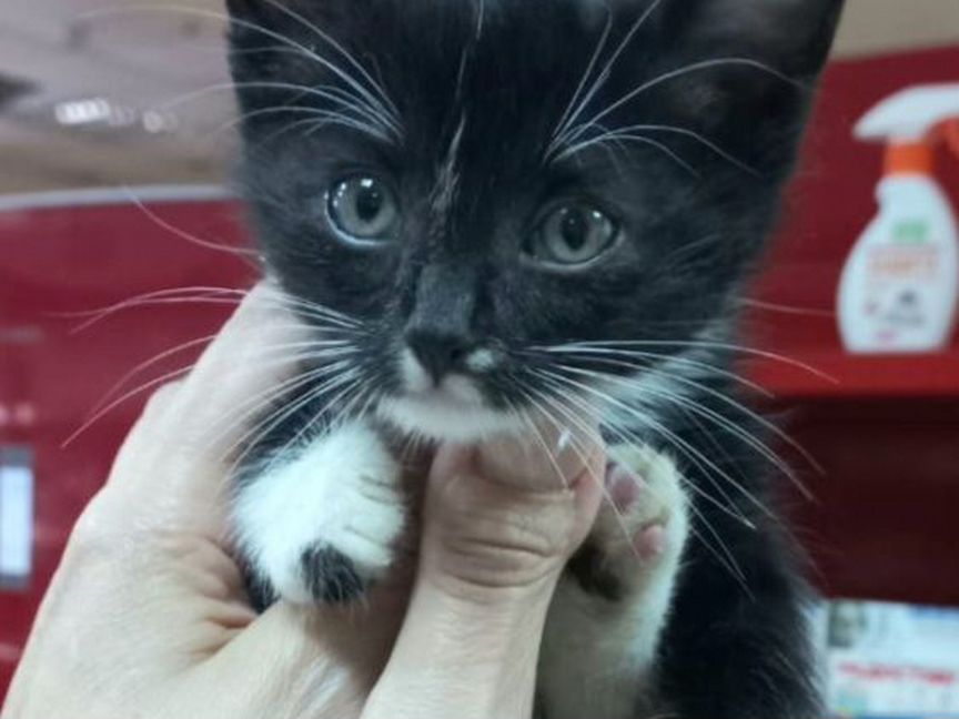 Котёнок Мики, 1,5 месяца