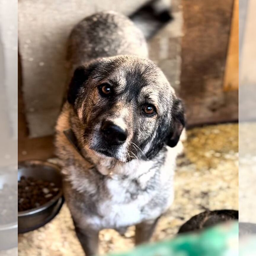 Взрослая собака в добрые руки