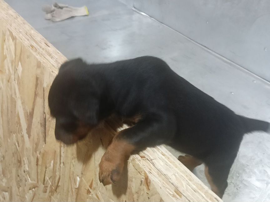 Щенки ягдтерьера