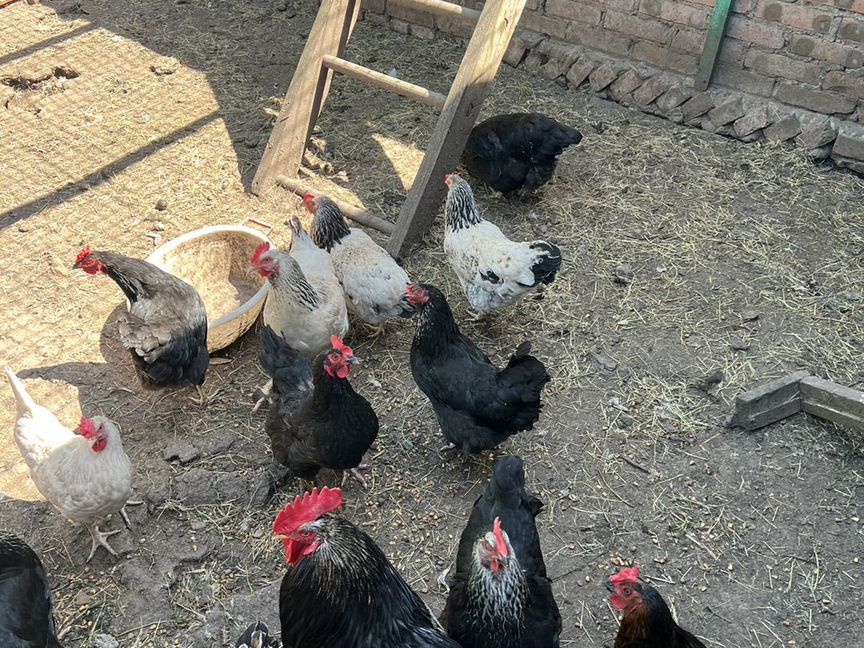 Куры домашние на мясо