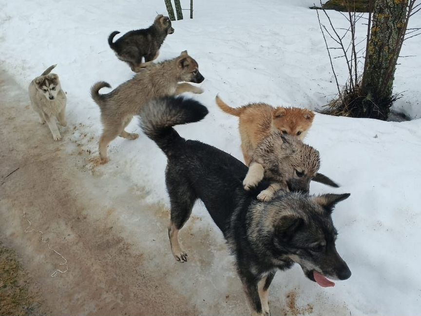 Собака