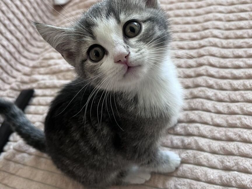 Котик диего