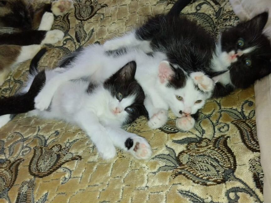 Котята
