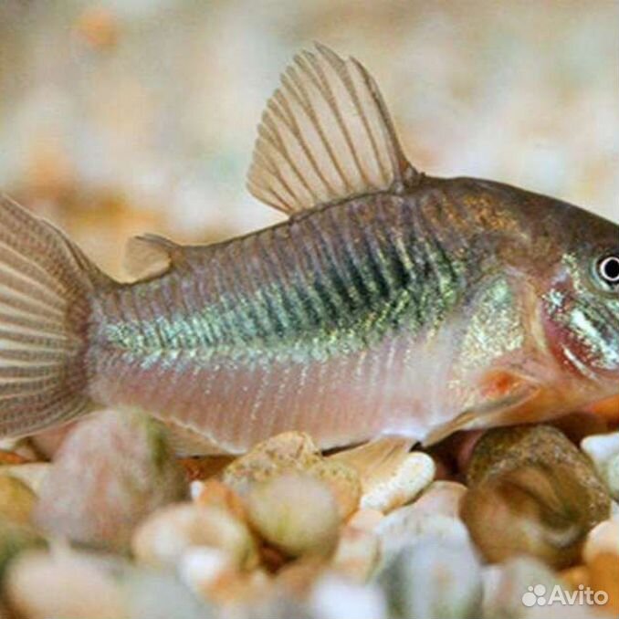 Сомики коридорасы золотистые Аквариумные рыбки